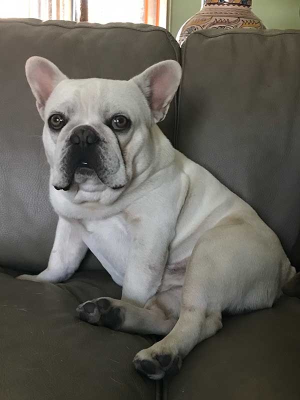 Michelles Fabuloos Frenchies | French Bulldogs for Sale