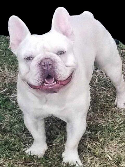 Michelles Fabulous Frenchies | French Bulldogs for Sale,Premium AKC Puppies