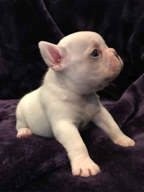 French Bulldog Puppies for Sale | Michelles Fabulous Frenchies