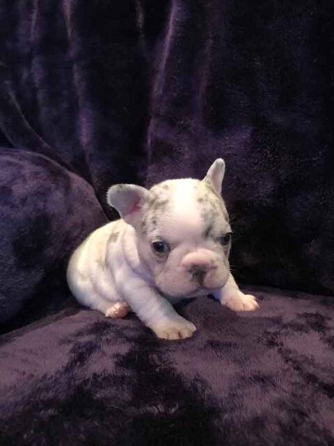 Michelles Fabulous Frenchies | French Bulldogs for Sale