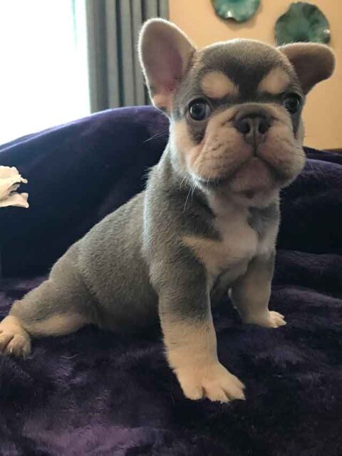 French Bulldog Puppies for Sale | Michelles Fabulous Frenchies