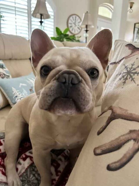 Michelles Fabulous Frenchies | French Bulldogs for Sale